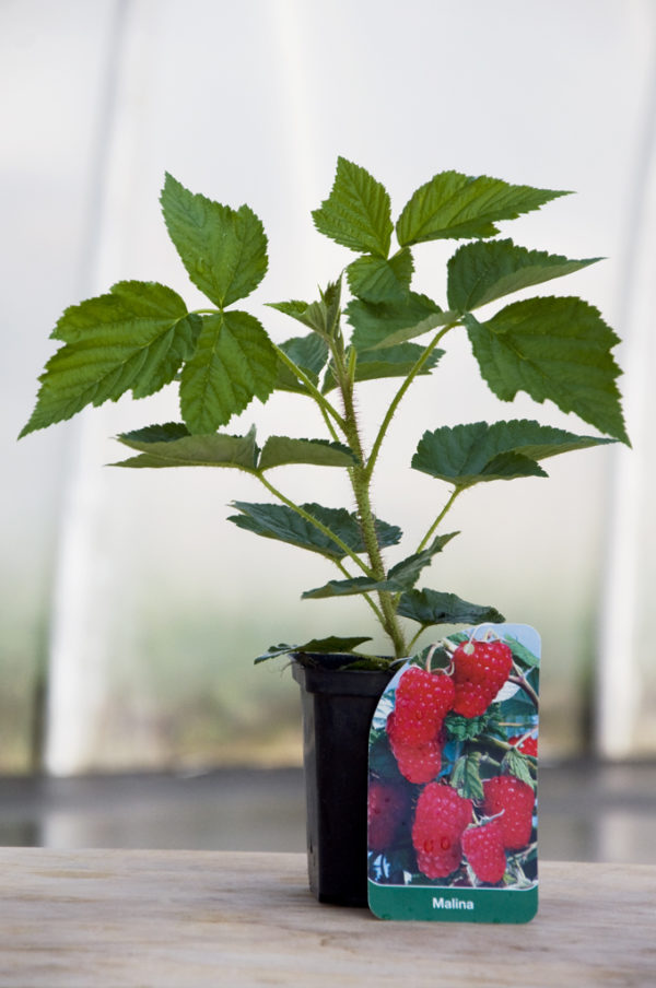 Sadzonki malin - różne odmiany - Krzewiński